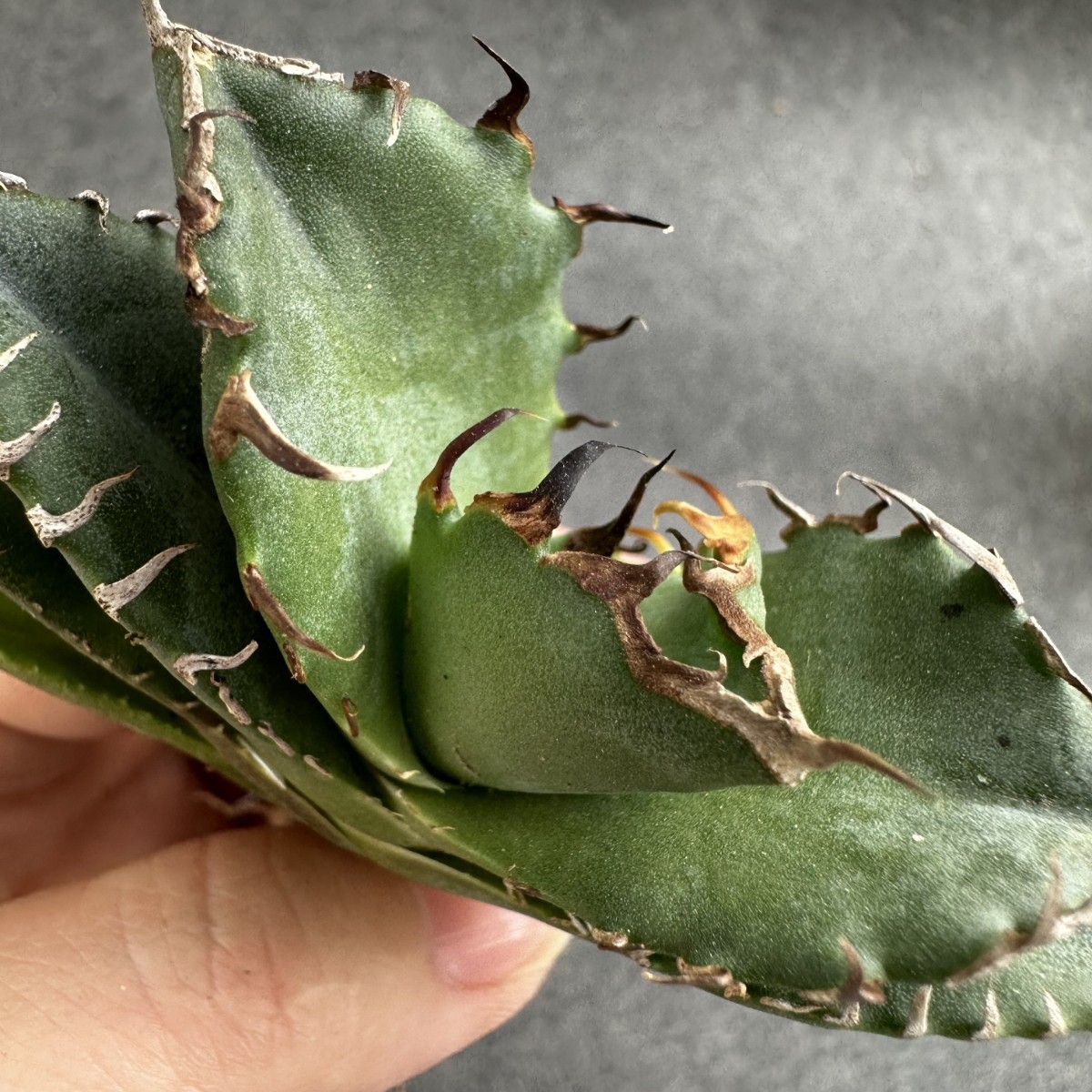 Yahoo!オークション - N26 【パンダ園芸】特選 アガベ チタノタ 多肉植...