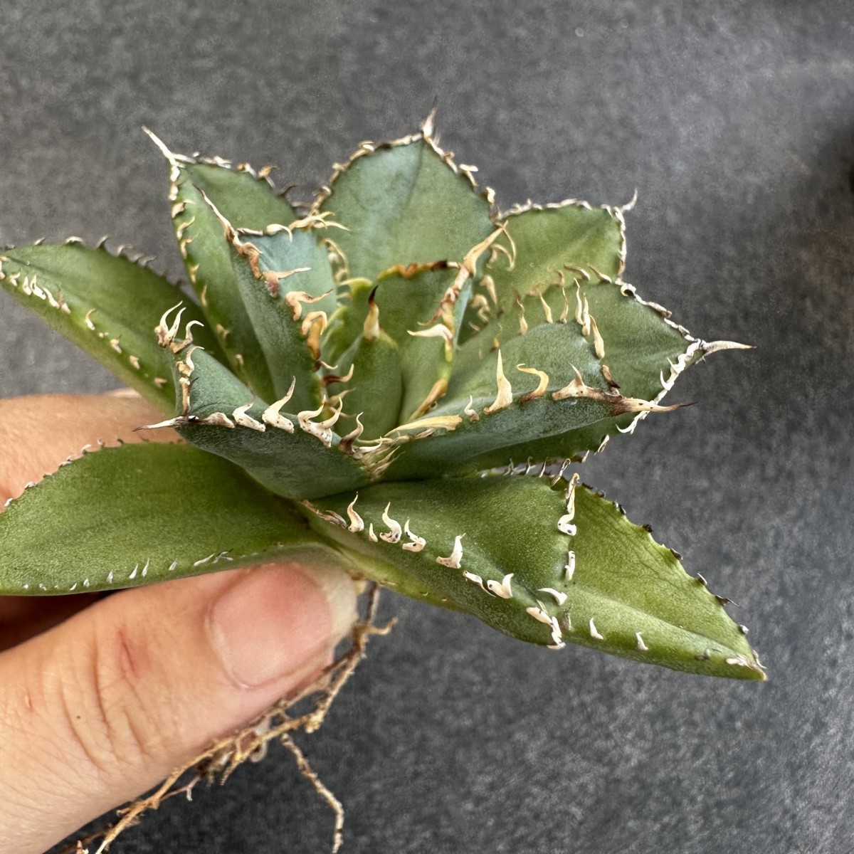 Yahoo!オークション - P27 【パンダ園芸】多肉植物アガベ チタノタ フ...