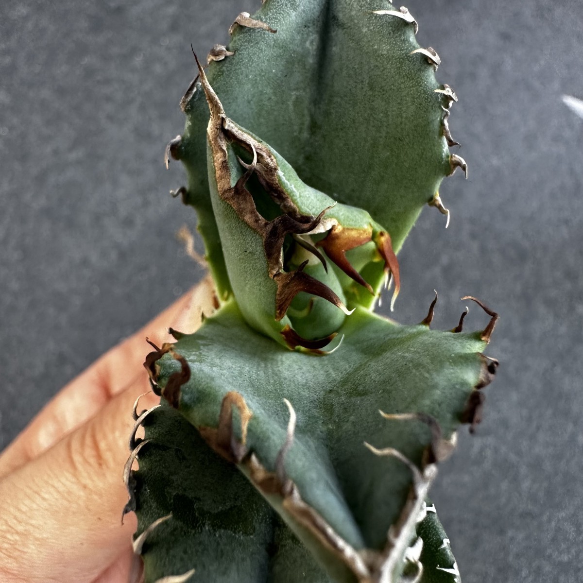 Yahoo!オークション - P44 【パンダ園芸】特選 アガベ チタノタ 多肉植...