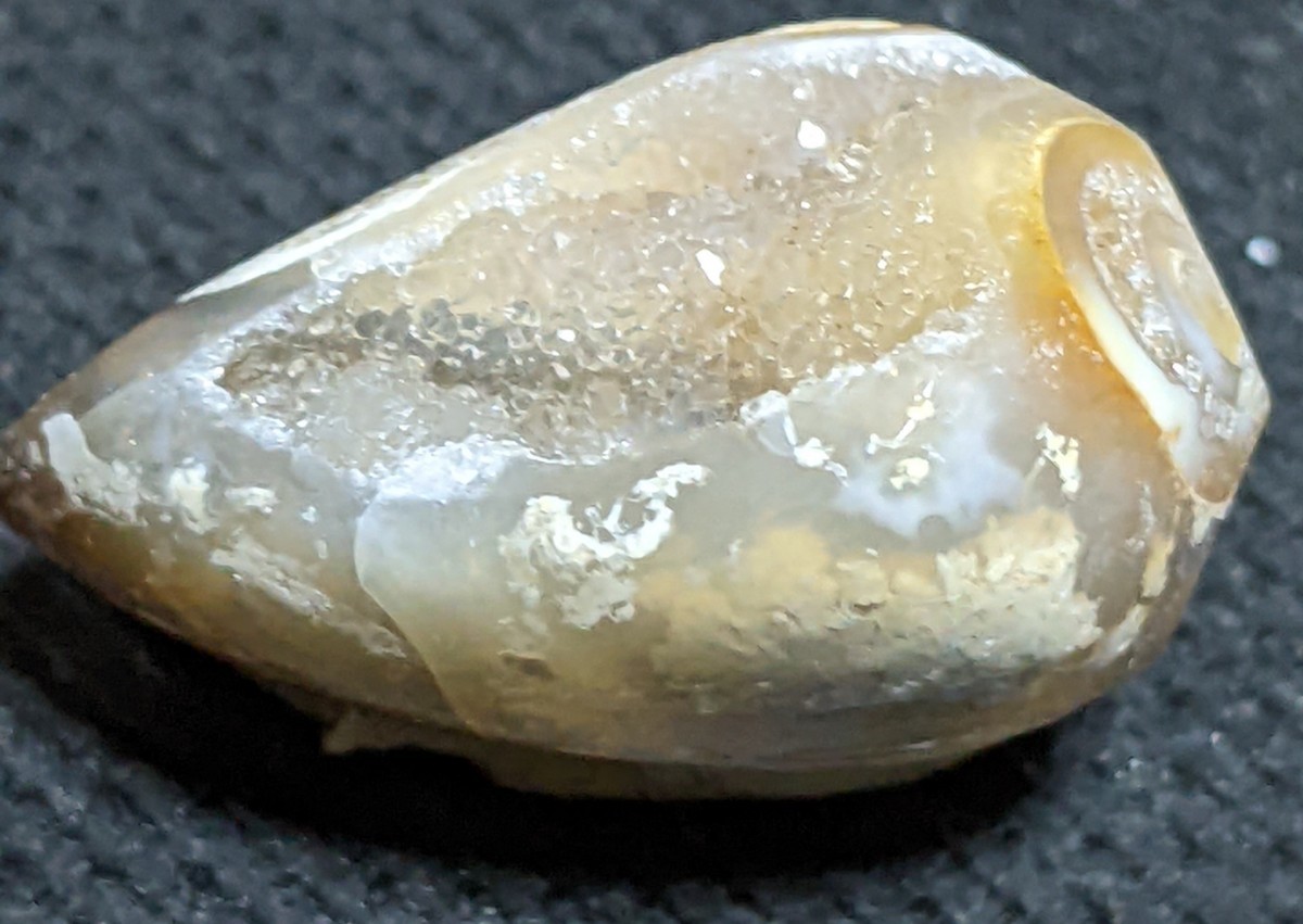 Yahoo!オークション - 瑪瑙化した巻貝化石 ジオード17.7ct 10