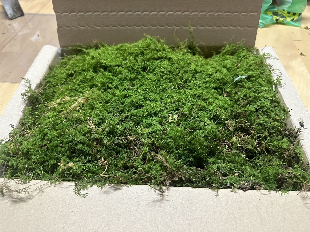 Yahoo!オークション - シノブゴケ 31×22cm 無農薬 天然