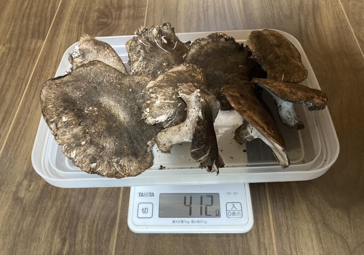 Yahoo!オークション - 【希少】長野県産クロカワ【412g】松茸農家採取 ...