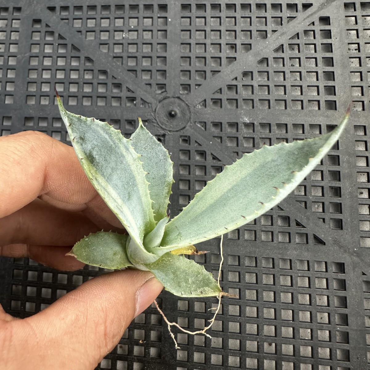 Yahoo!オークション - 39B アガベ 多肉植物 オバティフォリア オルカ稀...