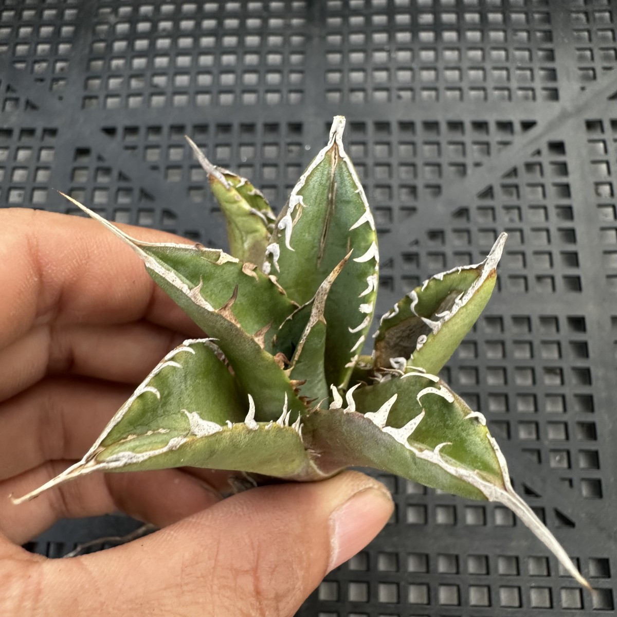 Yahoo!オークション - 43B AGAVE TITANOTA FO-076 アガベ チタノタ 子...