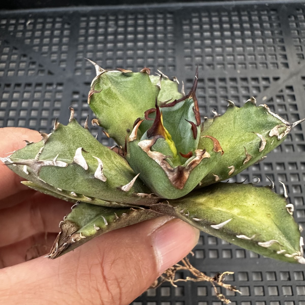 Yahoo!オークション - 48F 多肉植物アガベ チタノタ 魔丸極上株