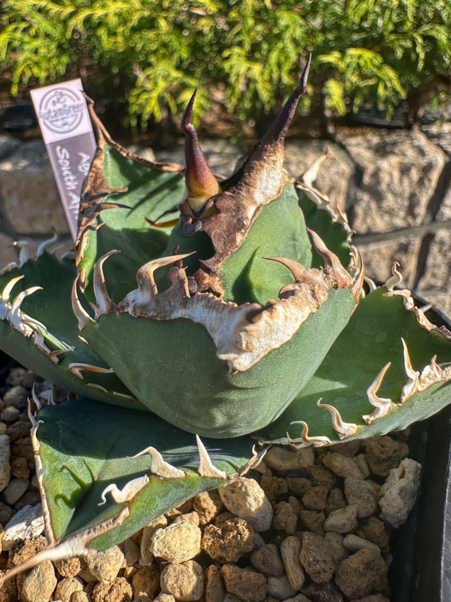 アガベ チタノタ 南アフリカダイヤモンド 子株② agave titanota South Africa Diamond SAD(アガベ)｜売買されたオークション情報、yahooの商品情報を ...