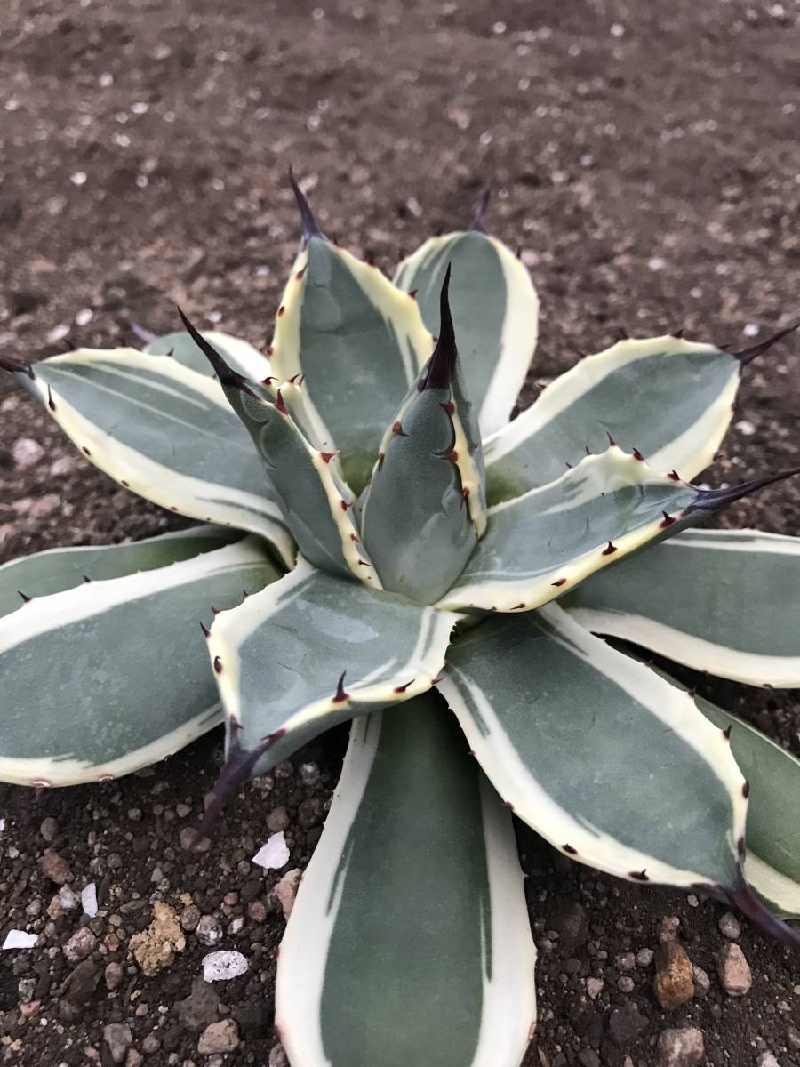 1円スタート アガベ アプラナータ クリームスパイク したら笑店ステッカー付き(アガベ)｜売買されたオークション情報、yahooの商品情報をアーカイブ公開 - オークファン（aucfan.com）