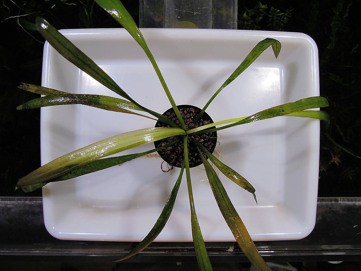 Yahoo!オークション - 1113E.E.Africanus