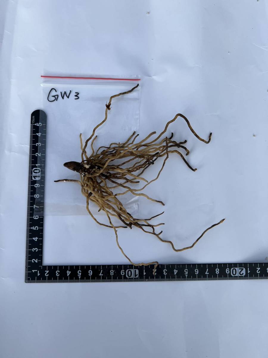 Yahoo!オークション - GW3 洋蘭交雜種 山野草Cypri.Gisela白花(花芽1 ...