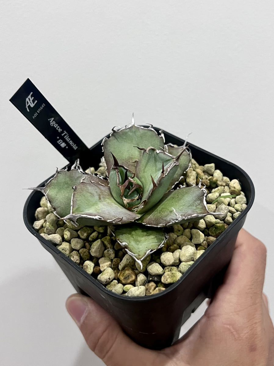 Yahoo!オークション - アガベ チタノタ 白鯨 (agave titanota fo-076