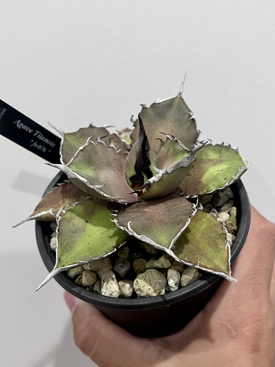 Yahoo!オークション - アガベ チタノタ fo-076 選抜(agave titanota fo...