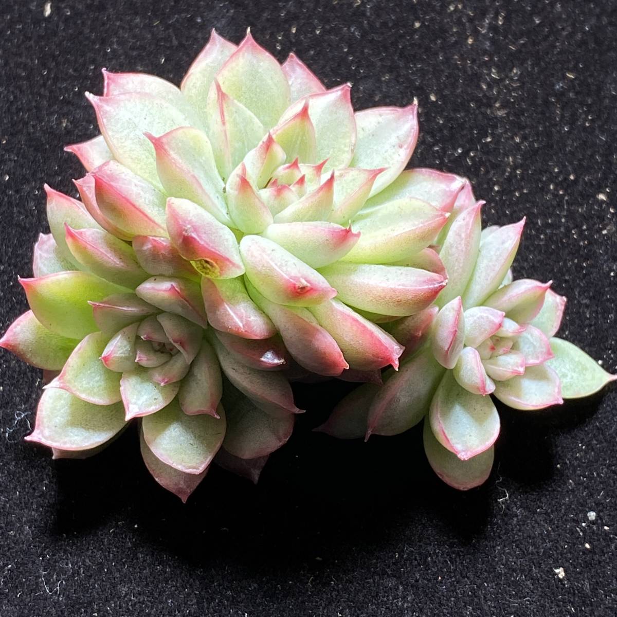 Yahoo!オークション - 19株 Y90-2多肉植物 エケベリアメビナ錦 超美苗 ...