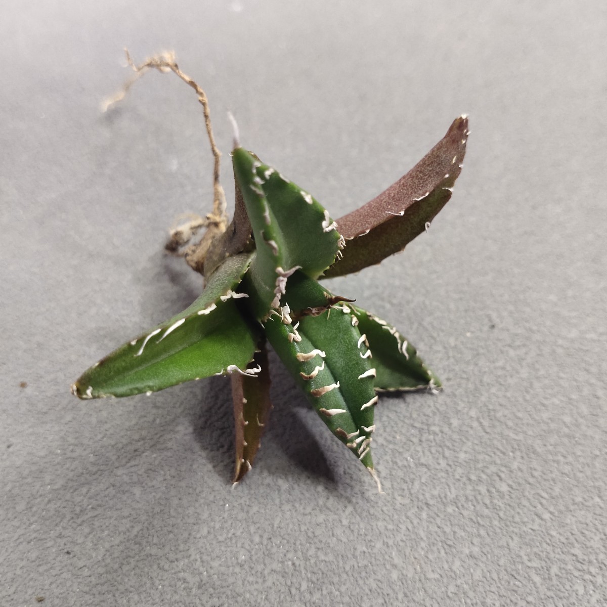 Yahoo!オークション - A624アガベ チタノタ 南アフリカダイヤモンド SA...