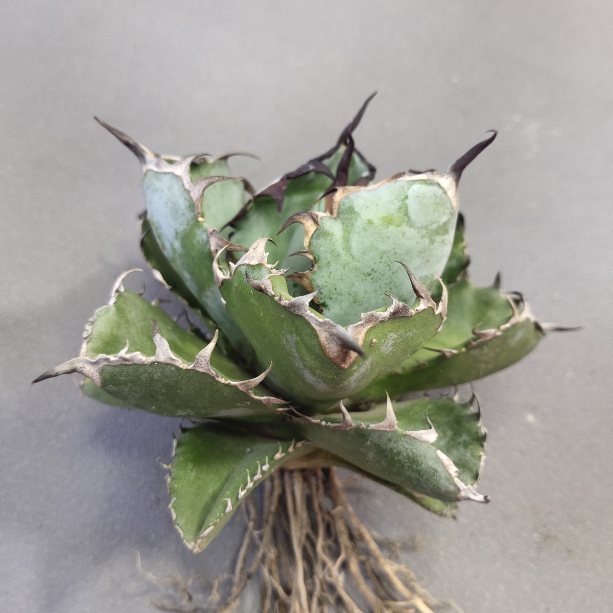 Yahoo!オークション - A138 アガベ チタノタ ブラックアンドブルー BB ...