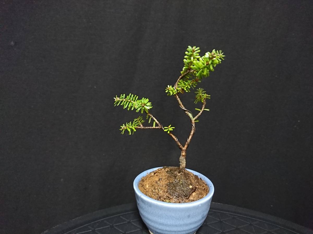 ビャクシン 米栂／コメツガ 樹高13㎝ 小品盆栽 ミニ盆栽 盆栽 優良素材 No63－6(その他)｜売買されたオークション情報、yahooの商品情報をアーカイブ公開 - オークファン ...