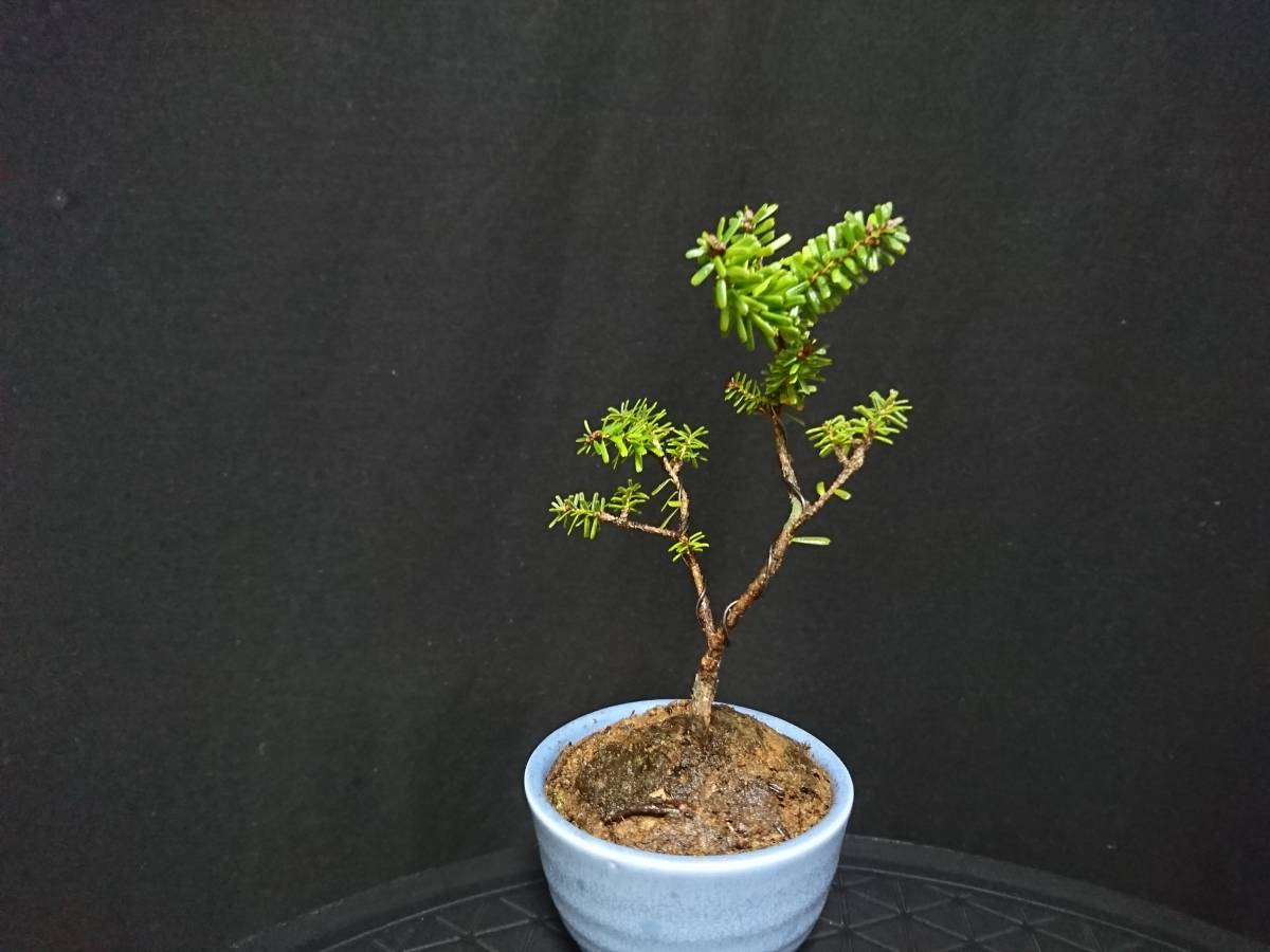 ビャクシン 米栂／コメツガ 樹高13㎝ 小品盆栽 ミニ盆栽 盆栽 優良素材 No63－6(その他)｜売買されたオークション情報、yahooの商品情報をアーカイブ公開 - オークファン ...