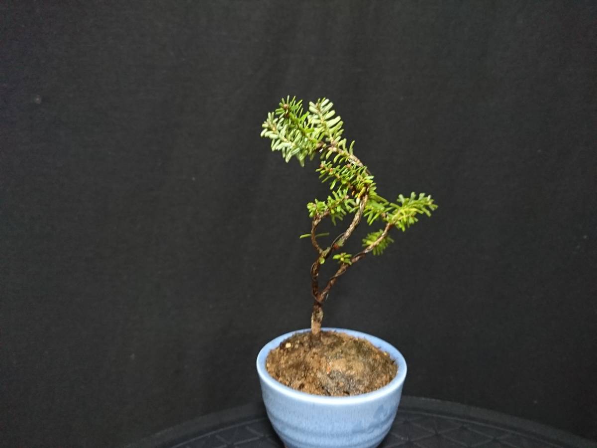 ビャクシン 米栂／コメツガ 樹高13㎝ 小品盆栽 ミニ盆栽 盆栽 優良素材 No63－6(その他)｜売買されたオークション情報、yahooの商品情報をアーカイブ公開 - オークファン ...