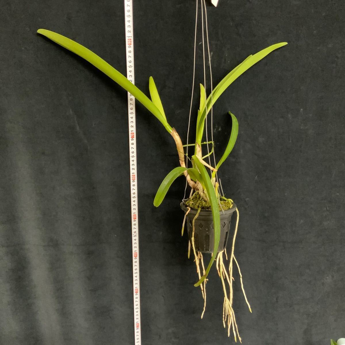 Yahoo!オークション - (^ ^)(704)洋蘭原種 C. quadricolor(chocoensis)...