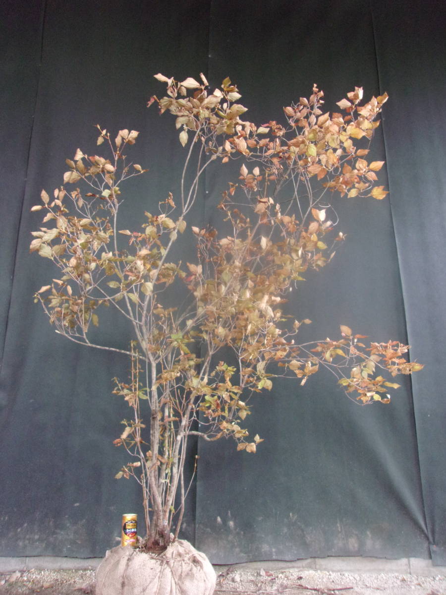 Yahoo!オークション - ミツバツツジ 山取 769