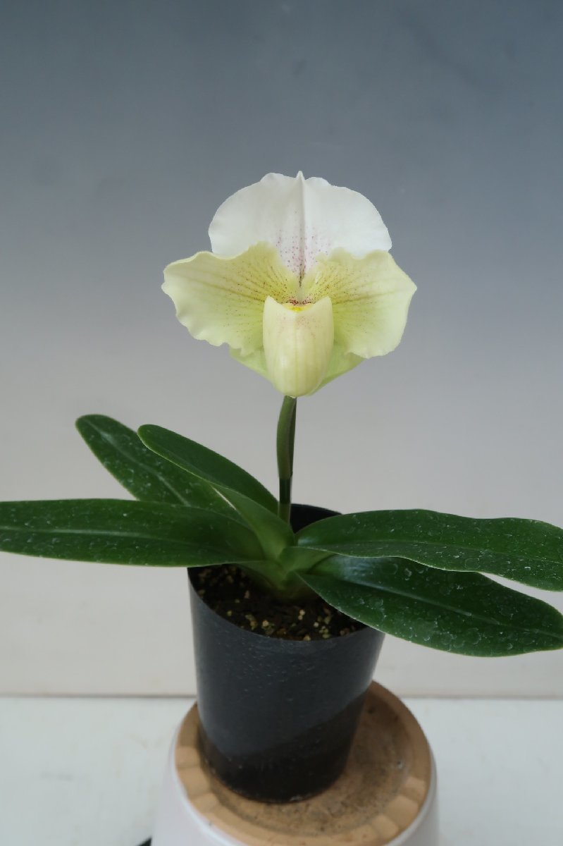 Yahoo!オークション - 洋蘭 パフィオ TA10491 TB19-33 Paph. (Frendly ...