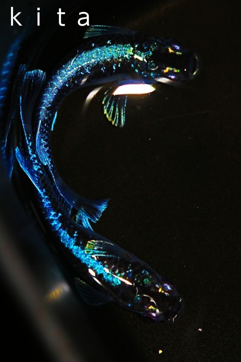 代購代標第一品牌－樂淘letao－★北ためだか★極上ミッドナイトフリル体外光タイプ夢中めだか様血統！有精卵50プラス5個！