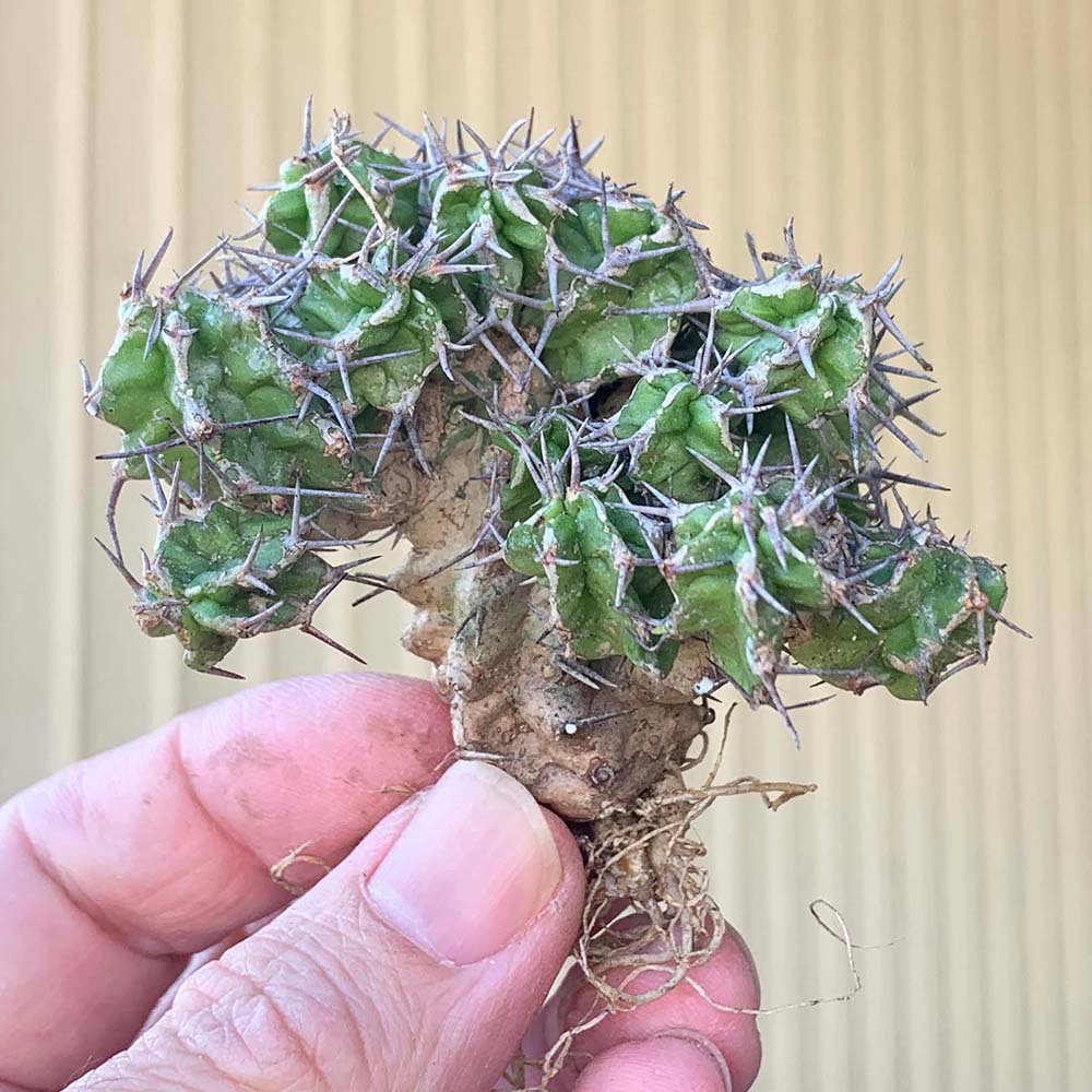 Yahoo!オークション - ユーフォルビア ミトリフォルミス Mサイズ A1204...