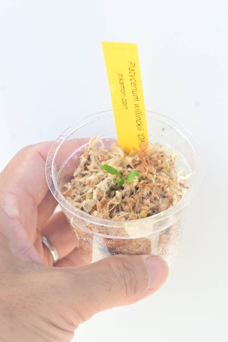 Platycerium willinckii 'OMG' @bikamori com ウィリンキー オー Platycerium willinckii 'OMG' @bikamori com ウィリンキー オー