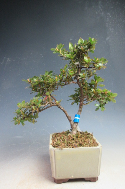 Yahoo!オークション - 盆栽 ミヤマキリシマツツジ（満月）3759