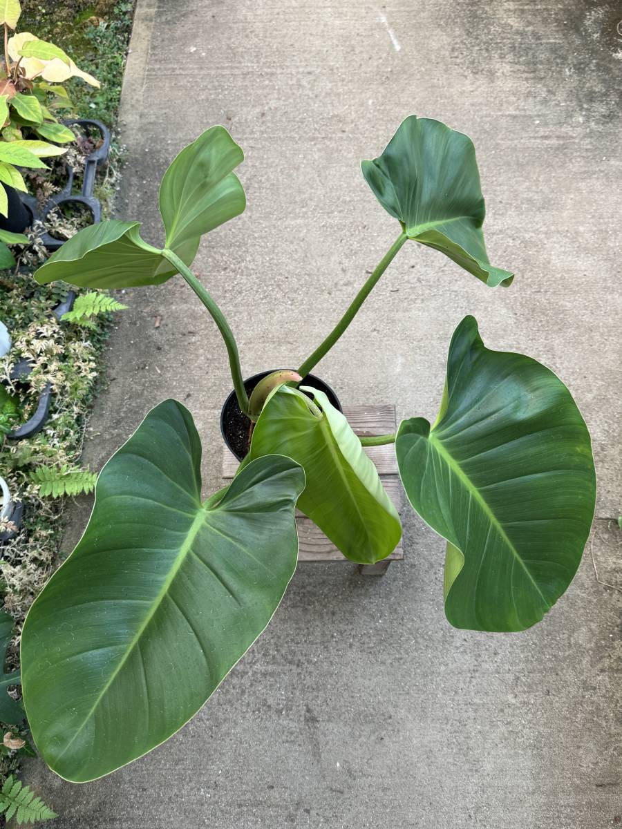 Yahoo!オークション - フィロデンドロン・インベ Philodendron Imbe