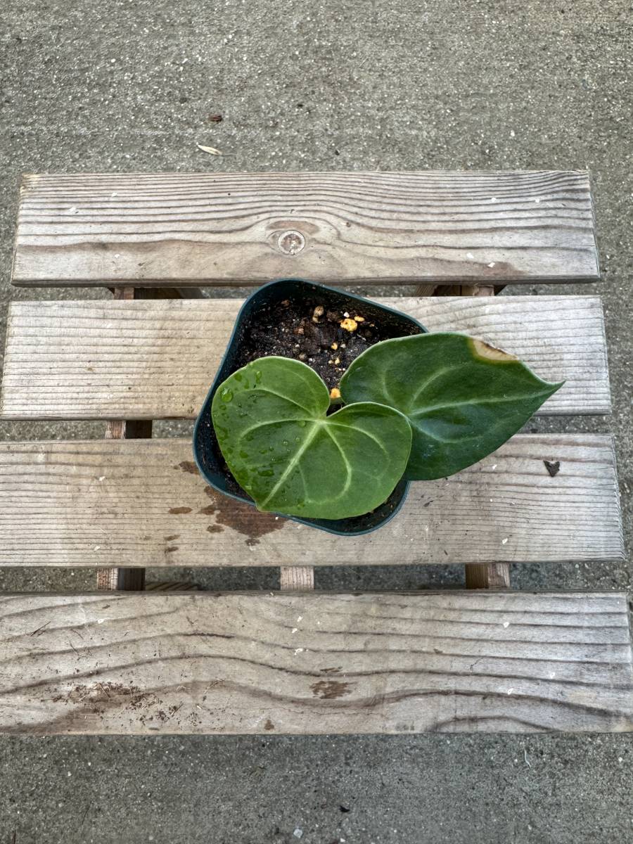 Yahoo!オークション - アンスリウム・クラリネルビウム Anthurium Clar...