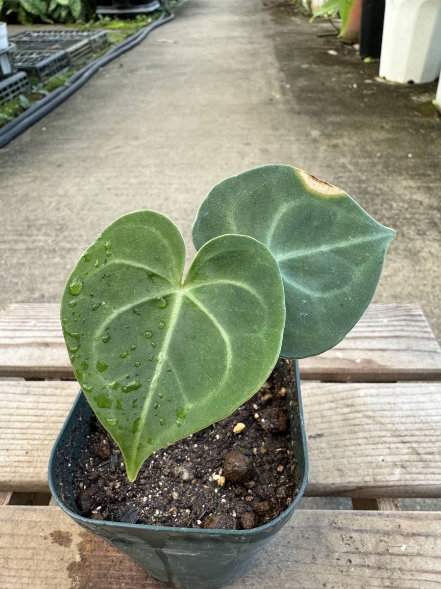 Yahoo!オークション - アンスリウム・クラリネルビウム Anthurium Clar...