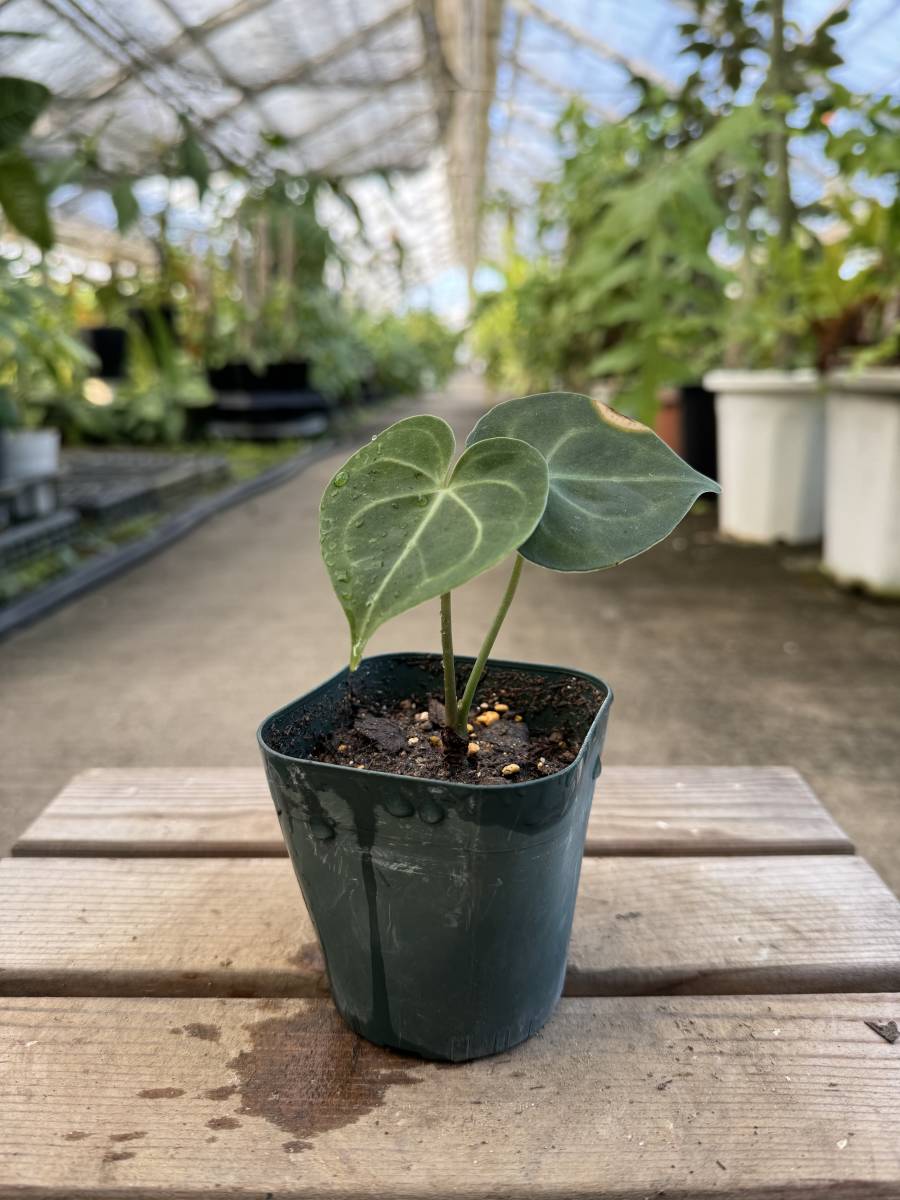 Yahoo!オークション - アンスリウム・クラリネルビウム Anthurium Clar...