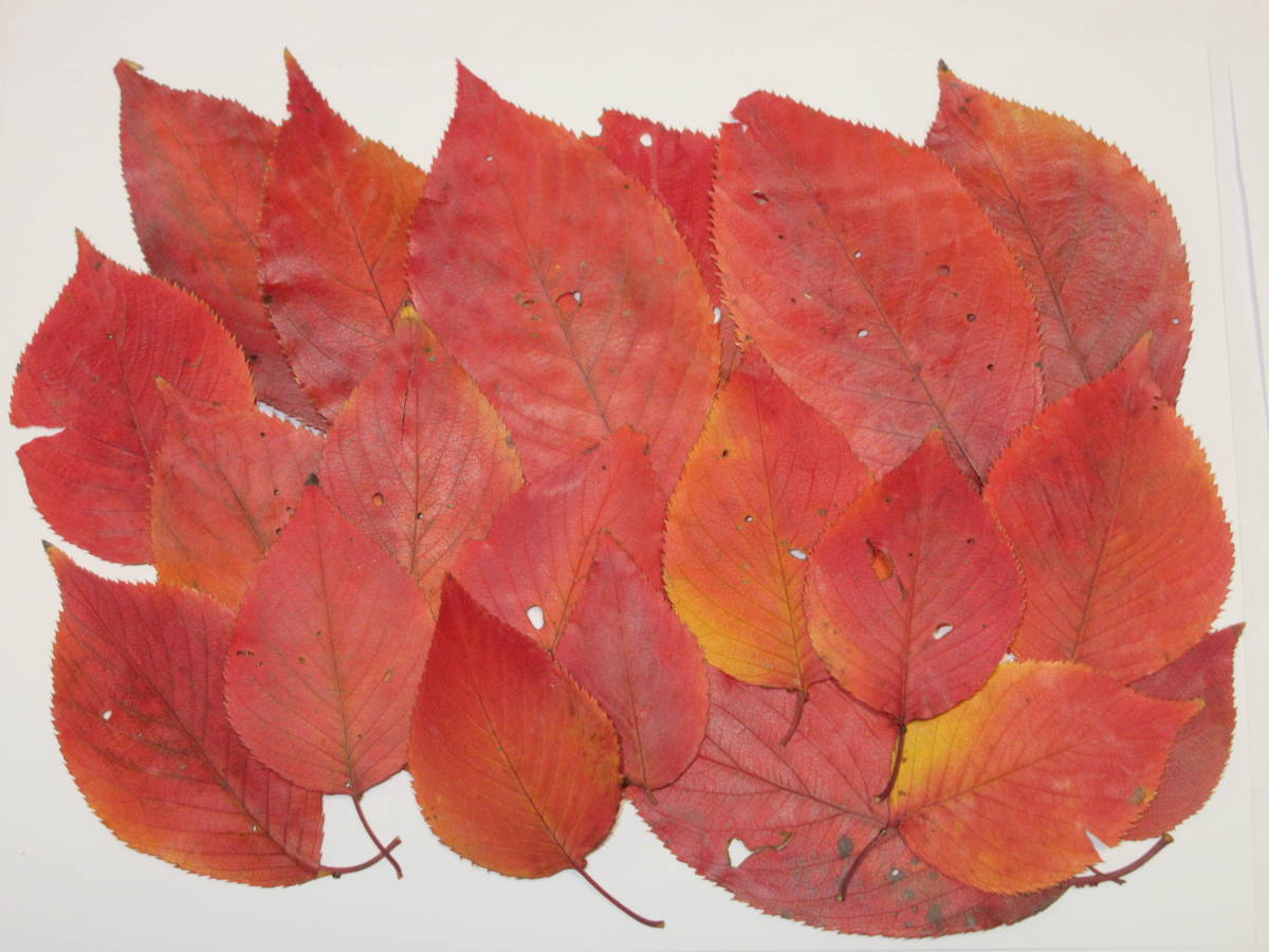 Yahoo!オークション - 押し花素材 4727 さくらの紅葉