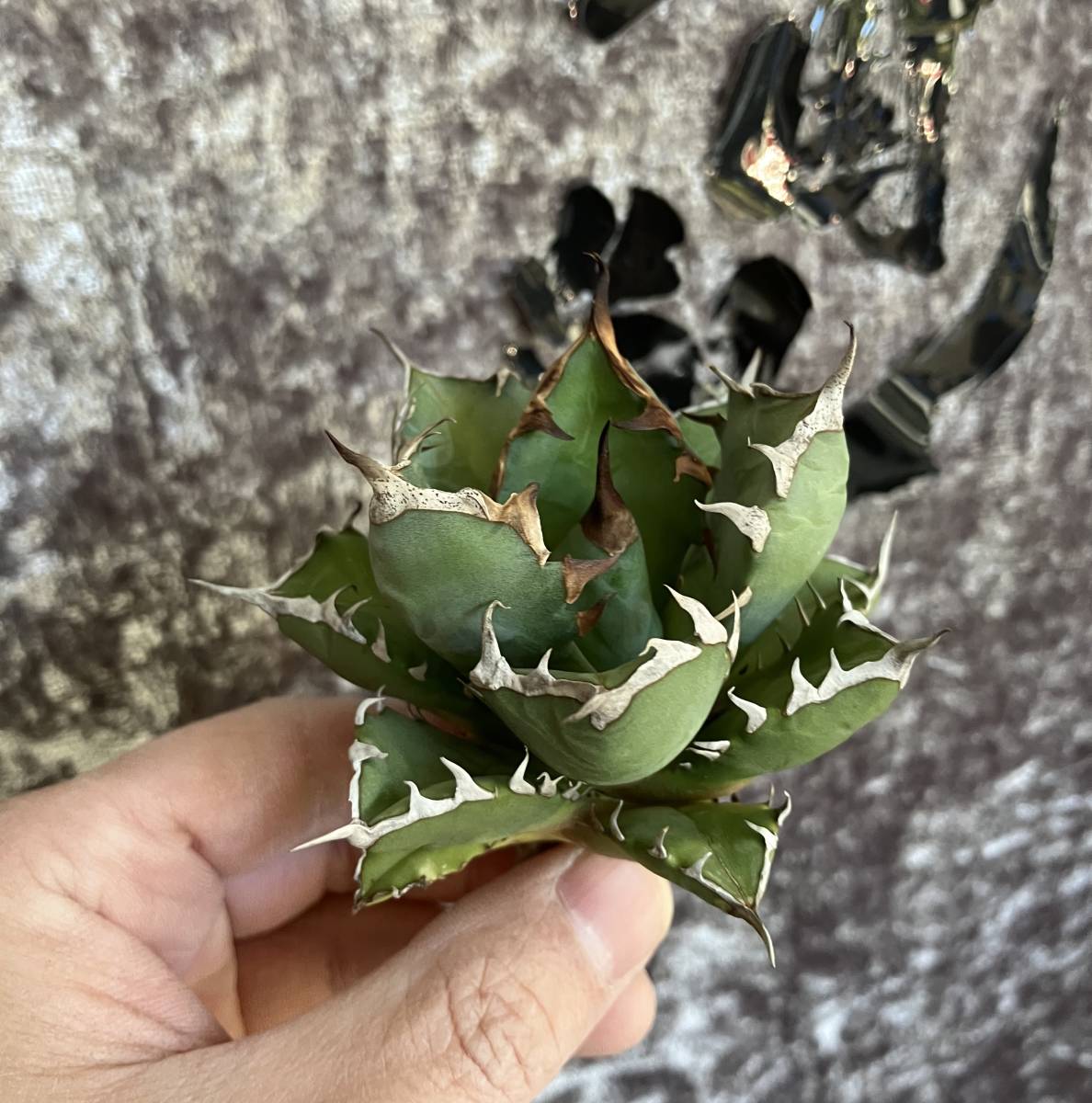 Yahoo!オークション - 【龍園觀】①No.A624 特選 アガベ 多肉植物 チタ...