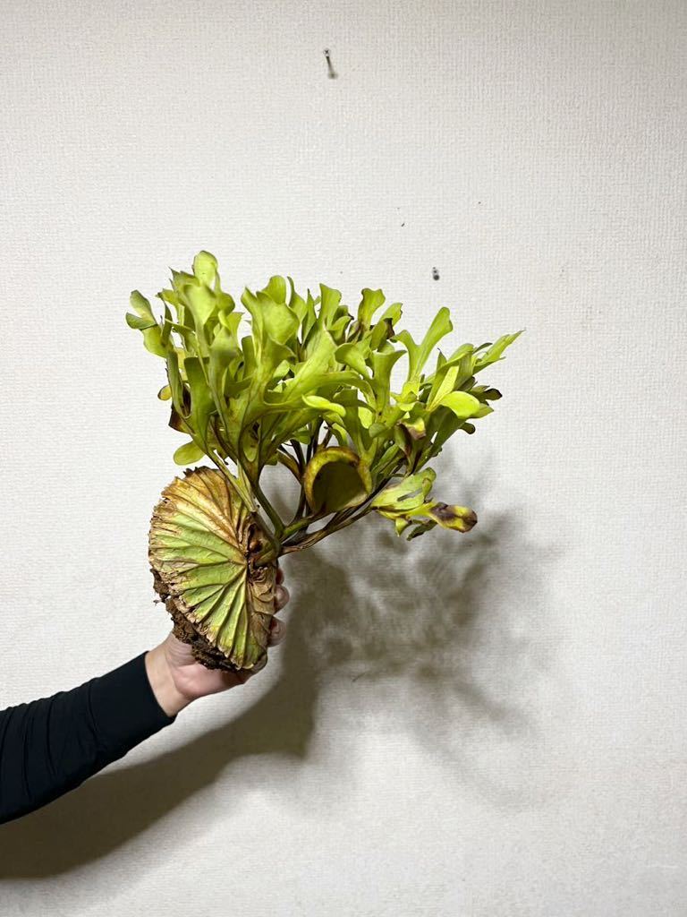 Yahoo!オークション - B73 太葉コンパクト Mサイズ P.ridleyi Wild Ban...