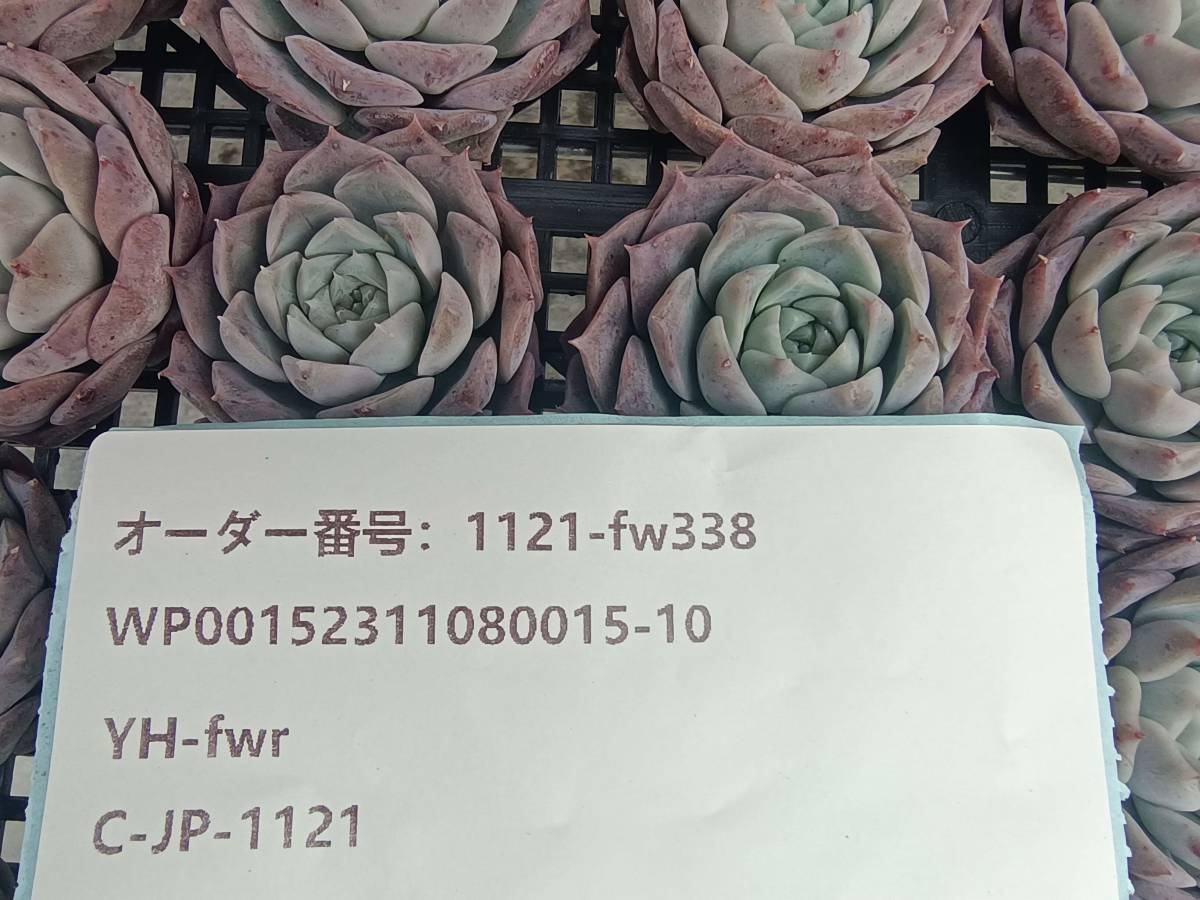 Yahoo!オークション - 1121-fw338 ポセイドン25個 多肉植物 エケベリア...