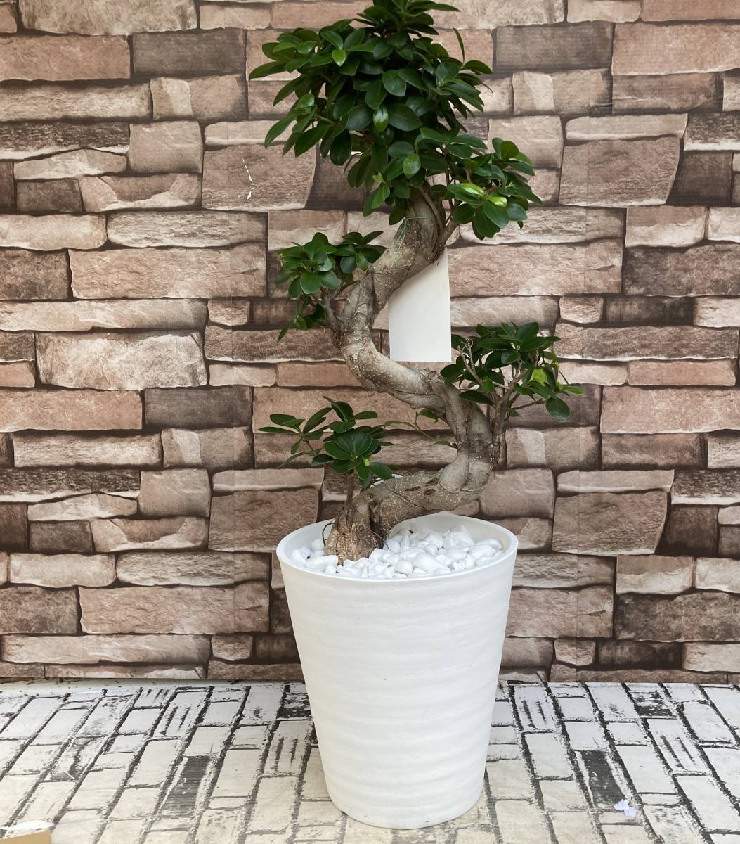 Yahoo!オークション - 人生大吉 ガジュマル S字曲がり作り 8号 h70cm