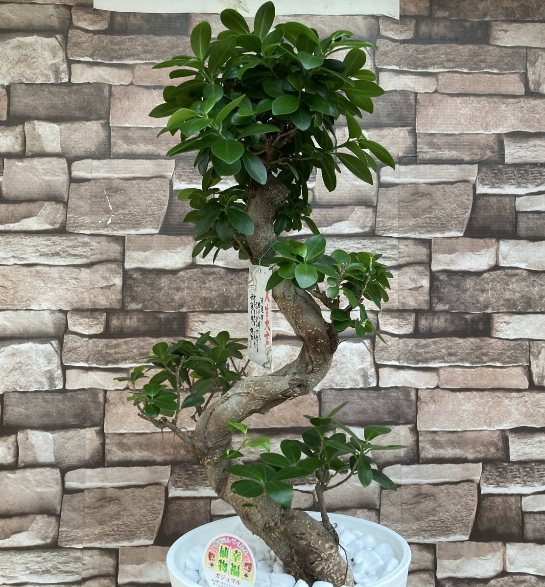 Yahoo!オークション - 人生大吉 ガジュマル S字曲がり作り 8号 h70cm