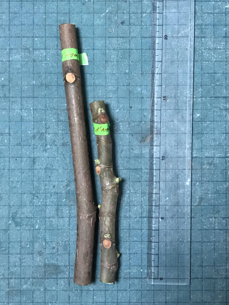 Yahoo!オークション - Blanche d' Argenteuil ブランシュ ダルジャンテ...