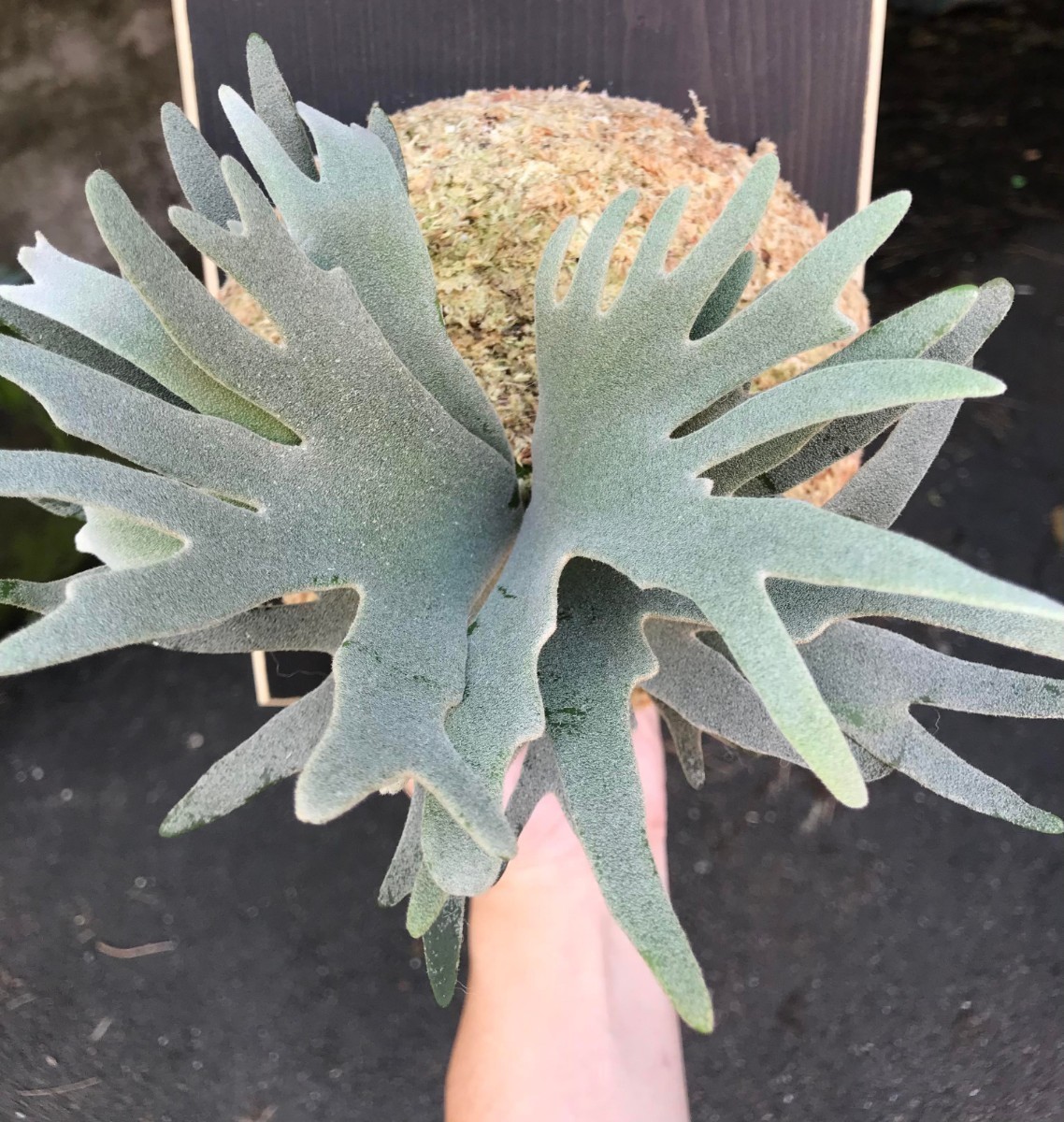 Yahoo!オークション - B178.P.willinckii bacteria sporeling ビカクシ...