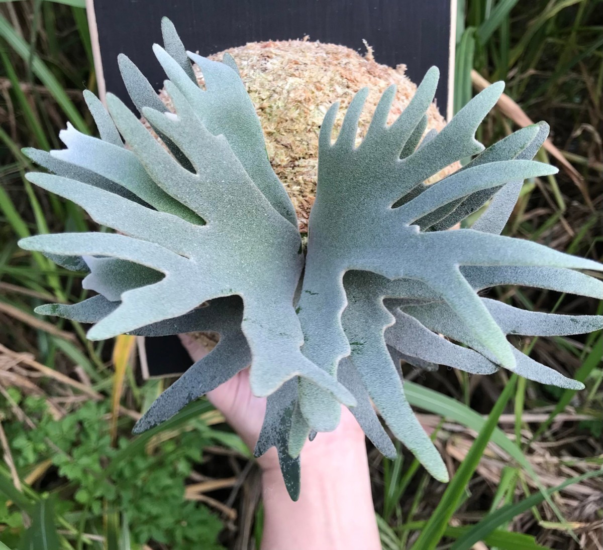 Yahoo!オークション - B99.P.willinckii bacteria sporeling ビカクシ...