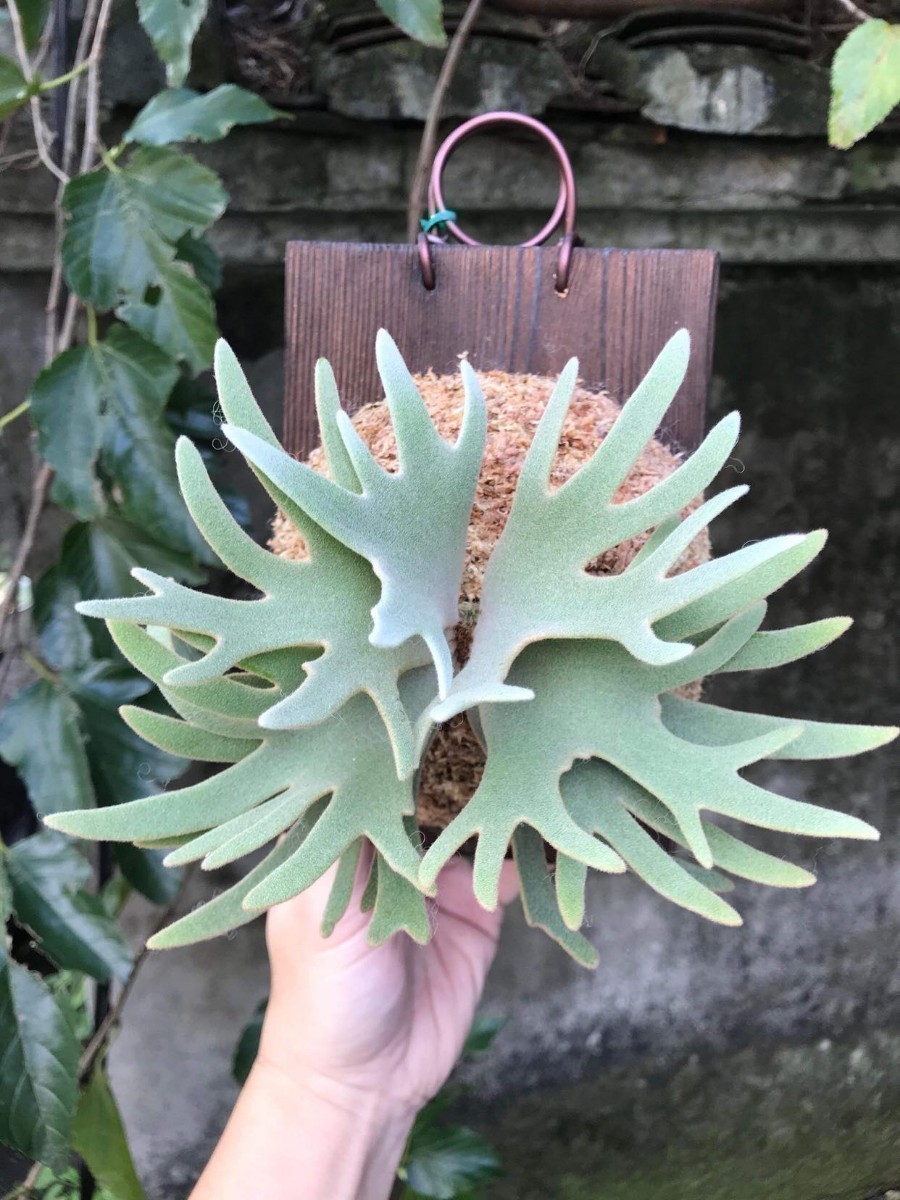 Yahoo!オークション - A98 P.willinckii Jade Girl sporeling ジェイド...