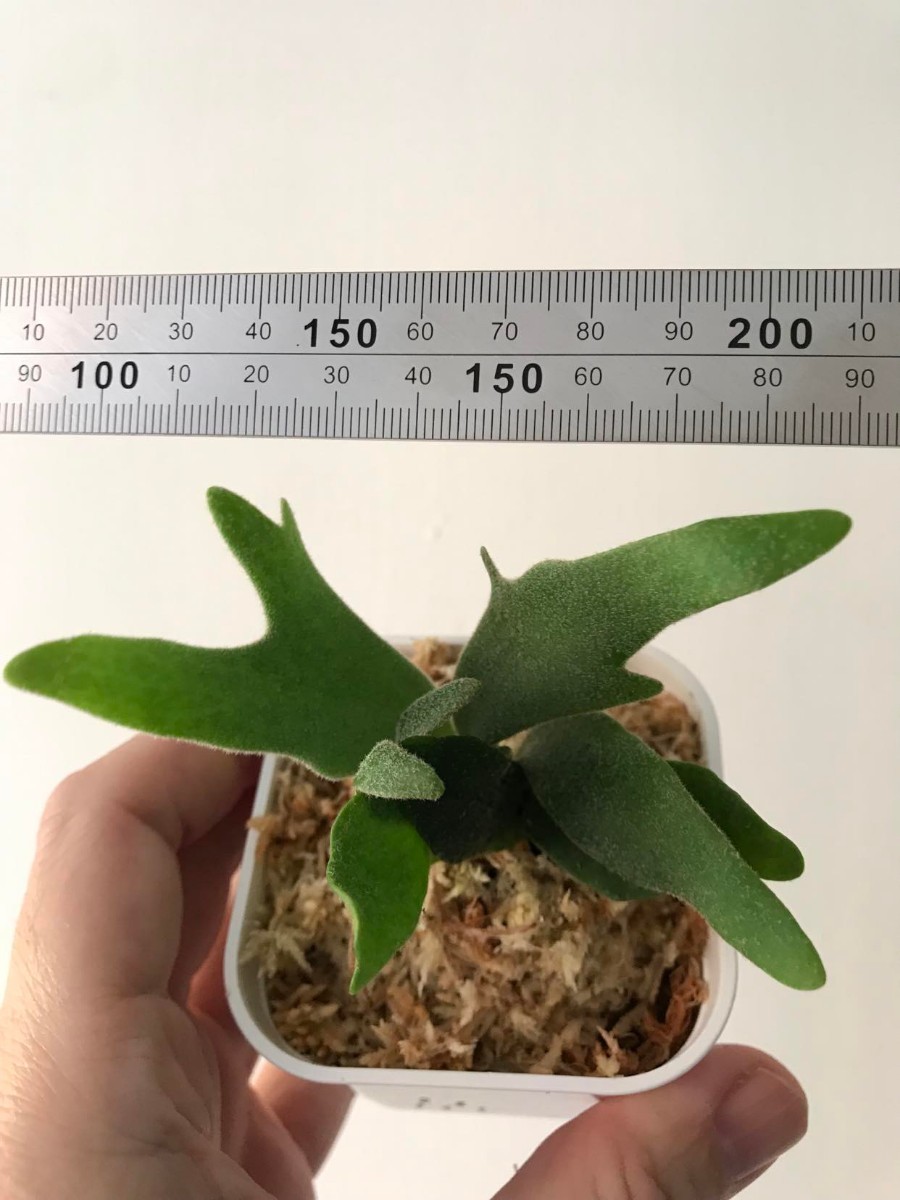 Yahoo!オークション - A163.P.willinckii bacteria sporeling ビカクシ...