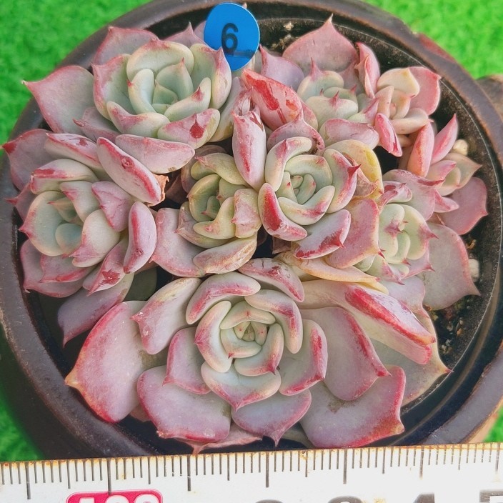 Yahoo!オークション - 1128-B006 キスミー エケベリア 多肉植物 韓国苗