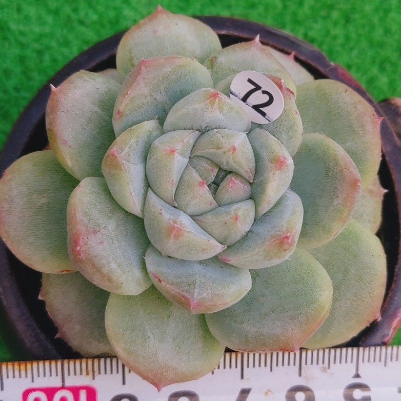 Yahoo!オークション - 1104-W572 アイシグリーンダイア エケベリア 多...