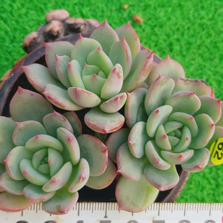 Yahoo!オークション - 1104-YY662 Soulheart エケベリア 多肉植物 韓国...