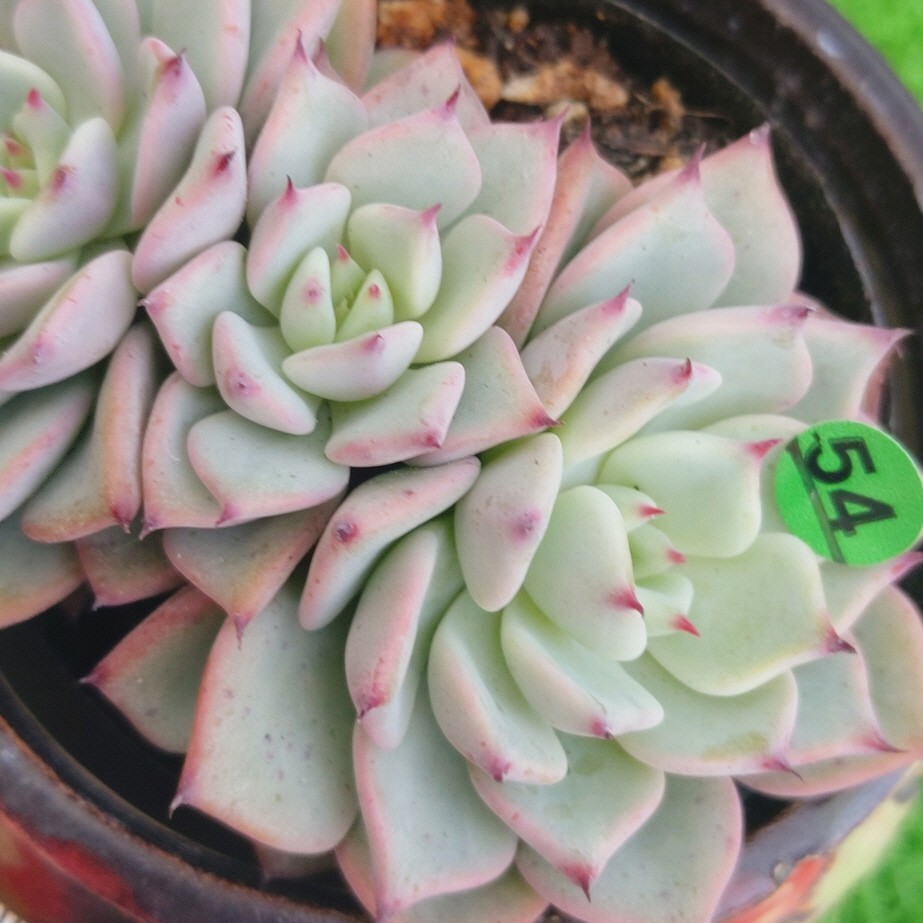 Yahoo!オークション - 1107-G154 ブラックボール エケベリア 多肉植物 ...