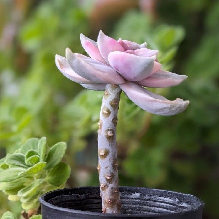 多肉植物 パープルディライト錦|Yahoo!フリマ(旧PayPayフリマ) 多肉植物 パープルディライト錦|Yahoo!フリマ(旧PayPayフリマ)