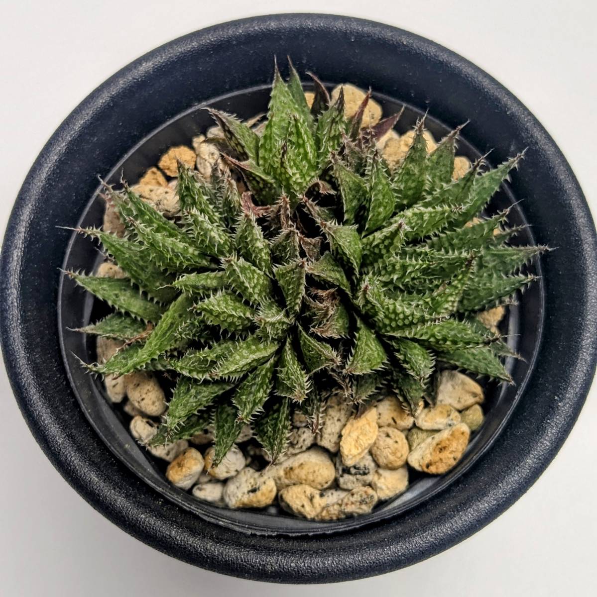 Yahoo!オークション - ハオルチア notabilis (JDV87/197)