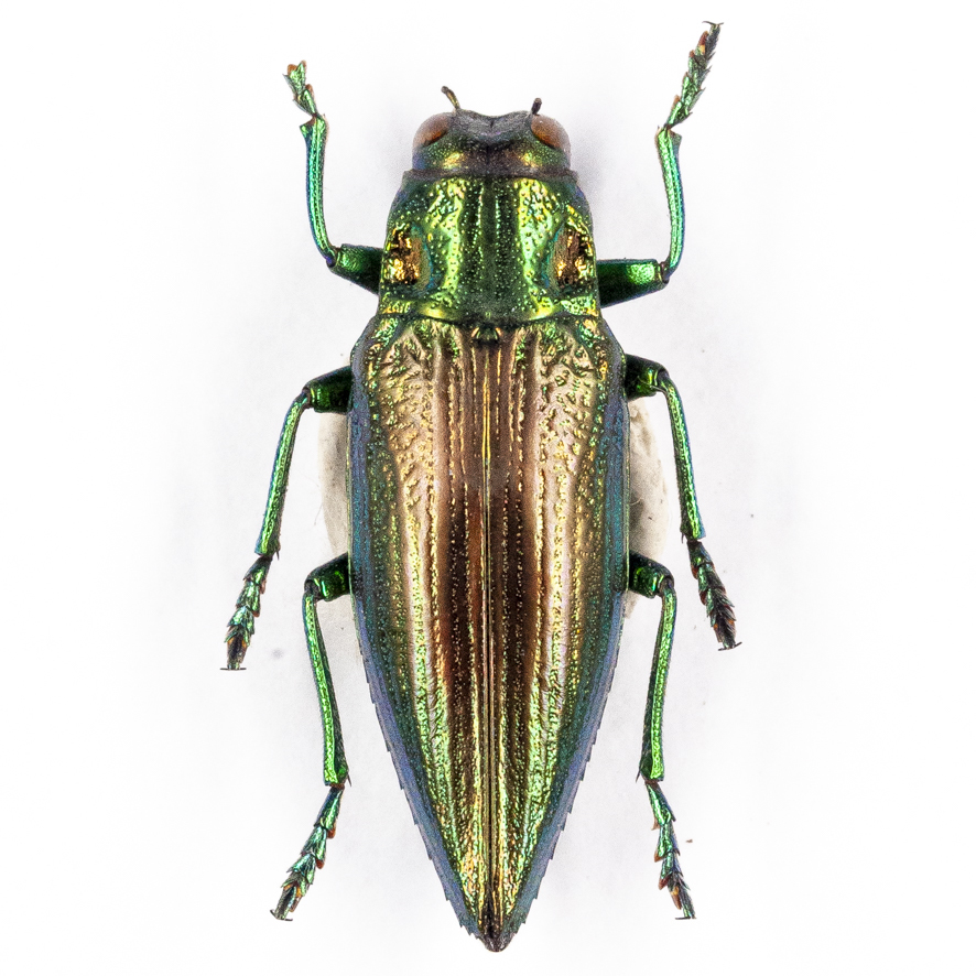 Yahoo!オークション - C. radians 18B ムネスジタマムシ標本 ブル島